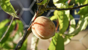 Persimmon Tree Growing Zone Explained