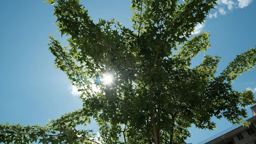 How Fast Does a Sycamore Tree Grow Ideal Conditions